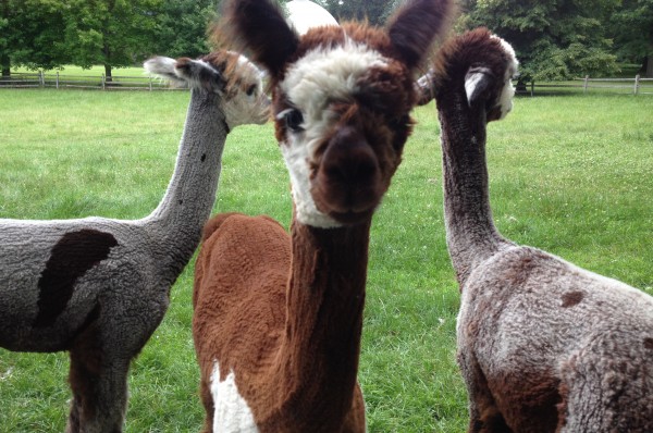 Nannimals - Animal Nannies, LLC