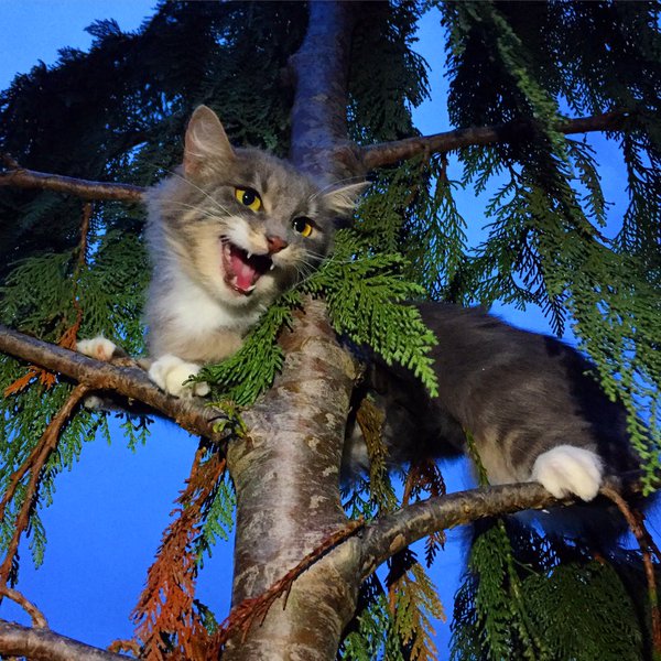 Cat stuck in a tree? Tips from Canopy Cat Rescue & Pet Sitters Share ...